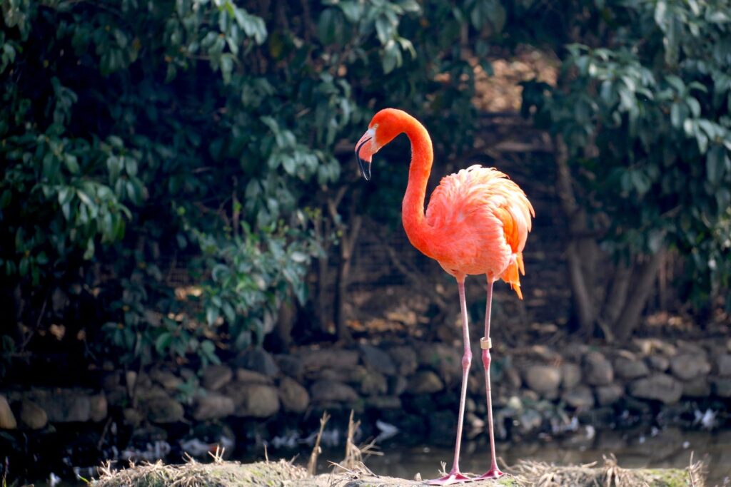 Unveiling the Truth Behind Zoos | Pros vs Cons
