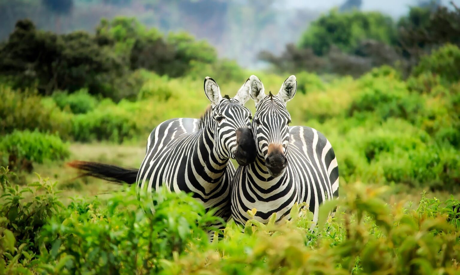 Discover the Benefits and Drawbacks of Zoos | Pros vs Cons