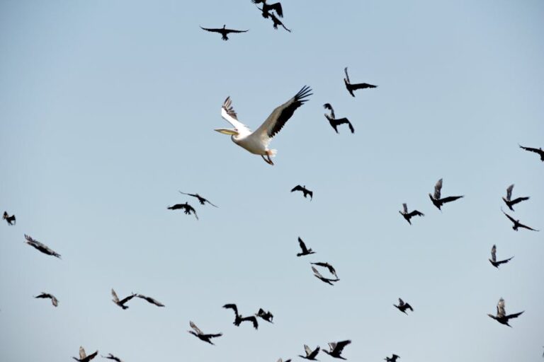 Exploring the Benefits and Drawbacks of Migration | Pros vs Cons